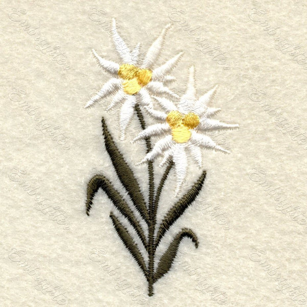 Two edelweiss flowers machine embroidery design – Embrighter